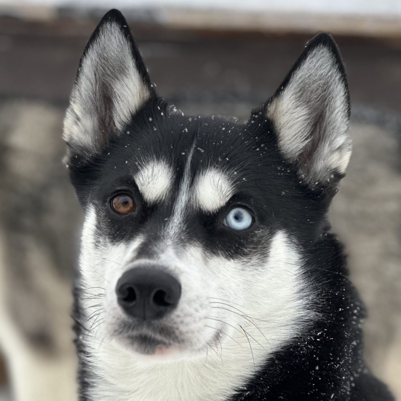 Wild Kemijoki huskies – pure breed huskies … pure experience