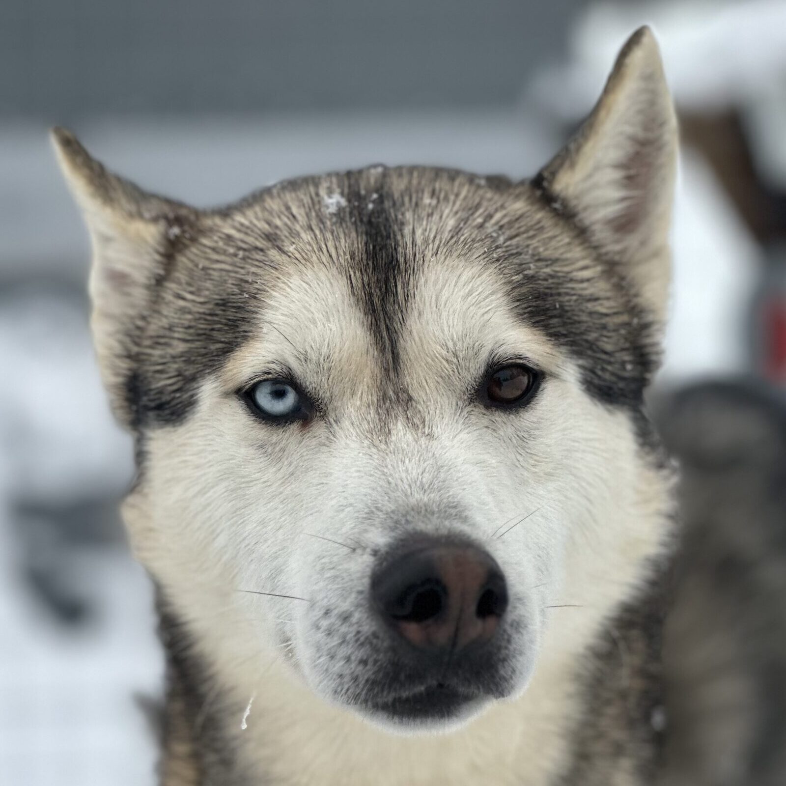 Wild Kemijoki huskies – pure breed huskies … pure experience