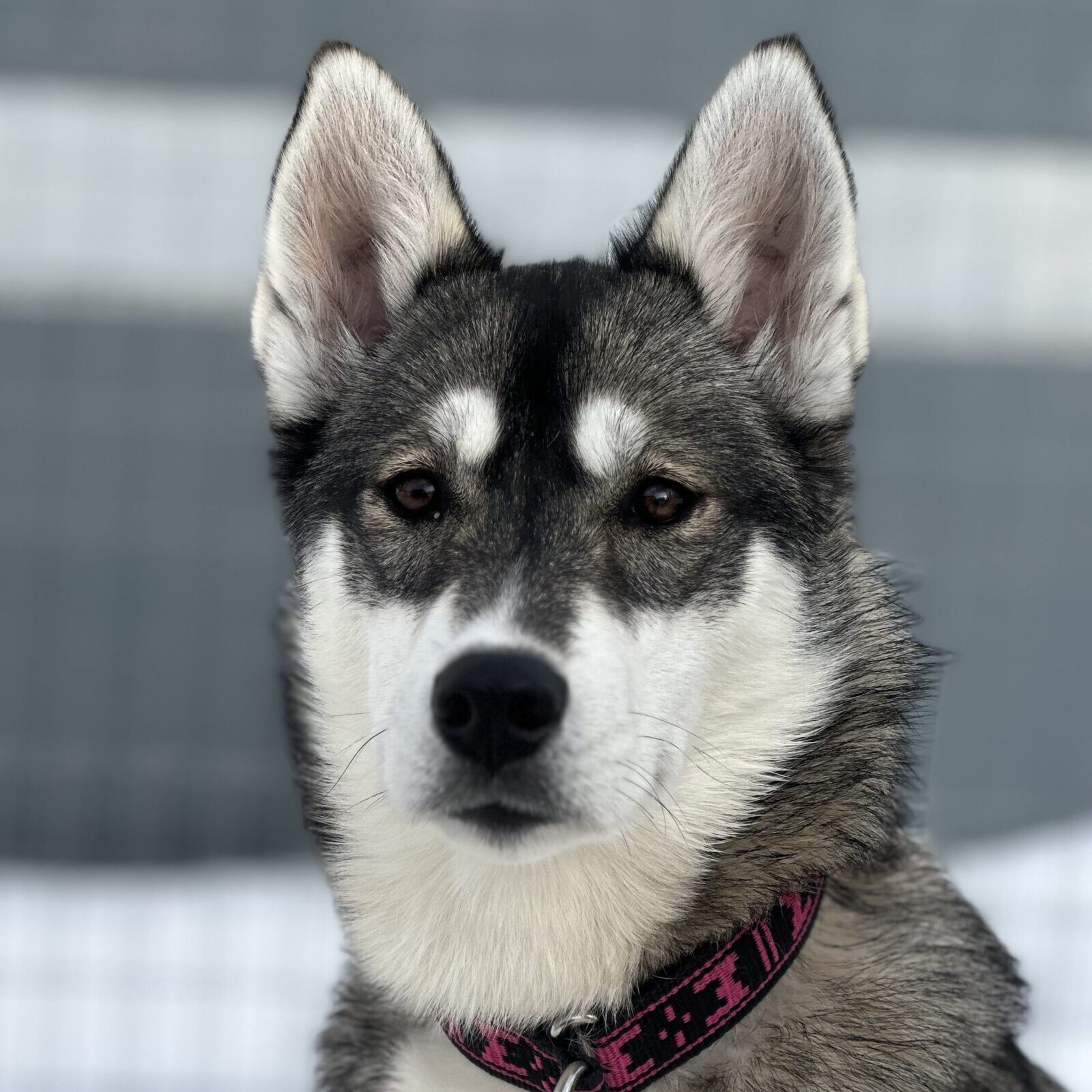 Wild Kemijoki huskies – pure breed huskies … pure experience